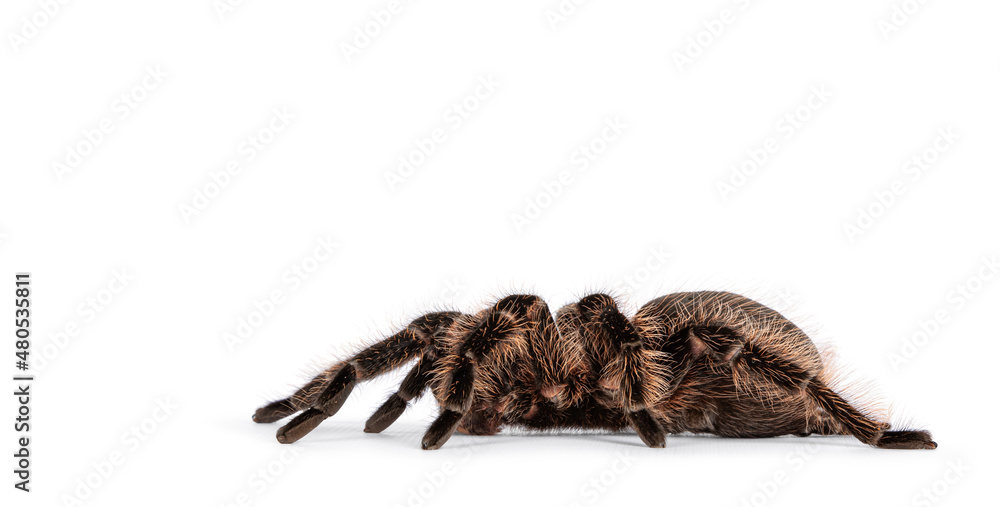 Side view of female adult Curly Hair Tarantula aka Tliltocatl ...