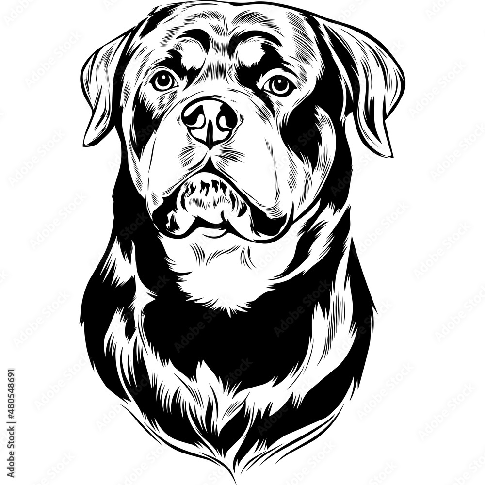 Rottweiler Dog Head Potrait Vector on a White Background Stock Vector ...