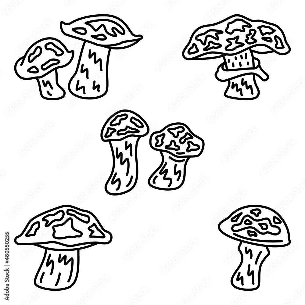 Suillus luteus, yellow boletus, boletus luteus, suillus. Edible forest ...