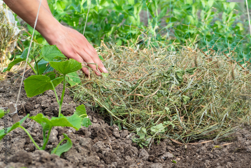 The farmer mulches the beds. Mulching with dry grass around small ...