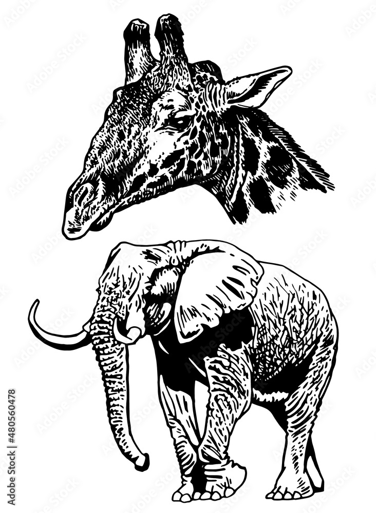 Graphical set of wild animals isolated on white background,vector ...
