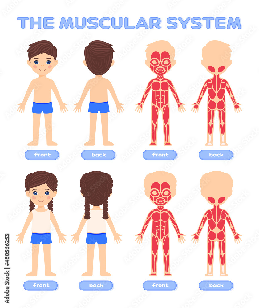 Muscular System for Preschool Children. Illustration for Lesson of ...