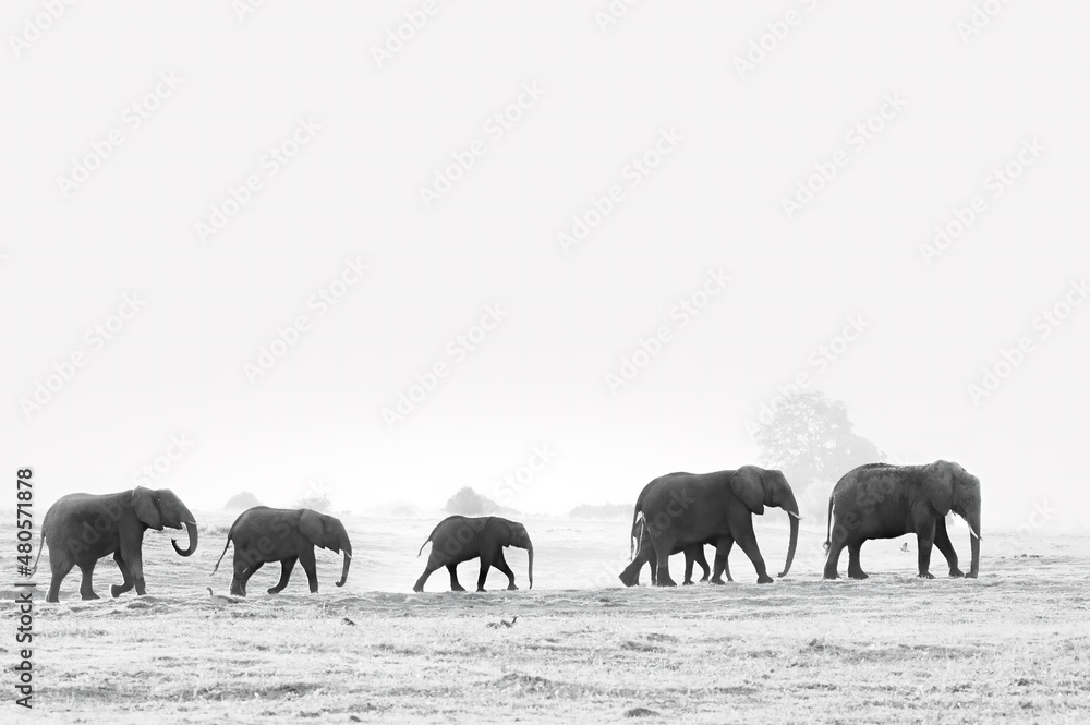 Elephants Walking In A Line