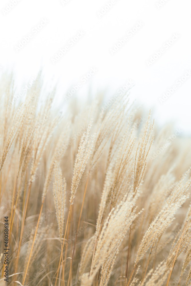 Abstract natural background of soft plants Cortaderia selloana. Pampas ...