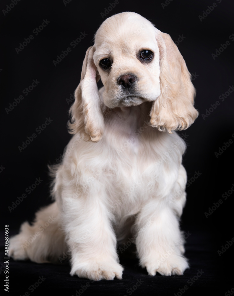 Mini Black Cocker Spaniel