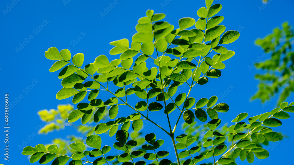 Moringa oleifera is a fast-growing, drought-resistant tree of the ...