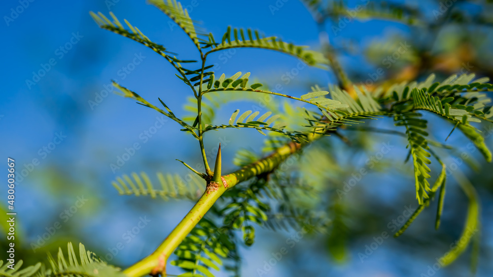 Prosopis velutina (veli maram or Outer tree), commonly known as velvet ...