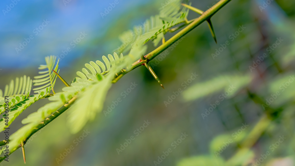 Prosopis velutina (veli maram or Outer tree), commonly known as velvet ...
