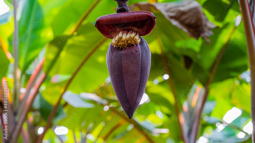 Red bananas are a group of varieties of banana with reddish-purple skin ...