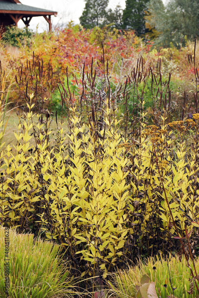 The spiky seedheads of the summer-flowering perennial wildflower ...