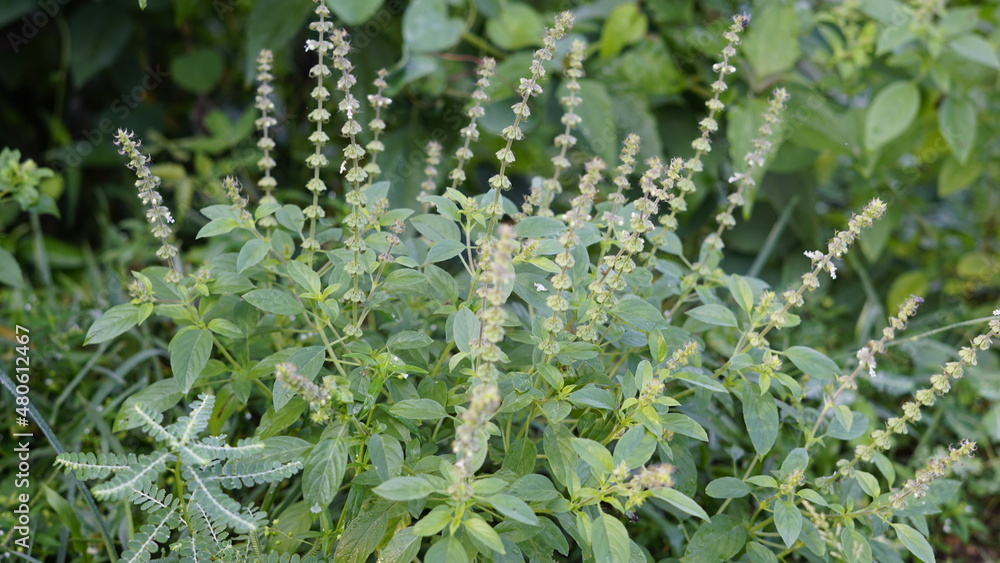Ocimum Americanum