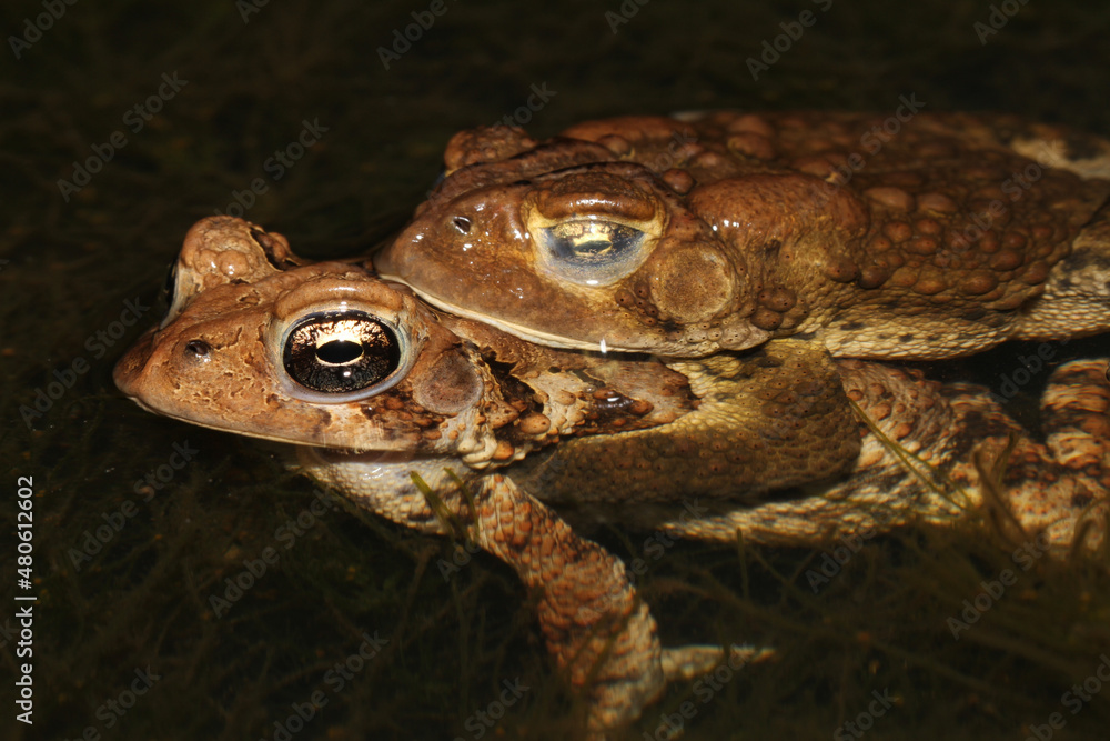 Male American Toad (Anaxyrus americanus; formerly Bufo americanus ...
