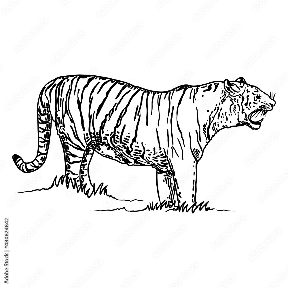 Tiger roaring drawing on white background. Illustration of angry ...