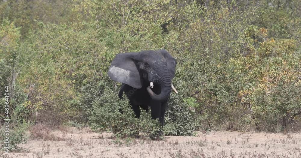 African Elephant disturbed and aggressive wild forest Ghana. Wildlife ...