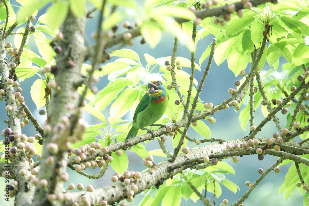 Taiwan Barbet, a species of bird endemic to Taiwan. The Chinese name ...