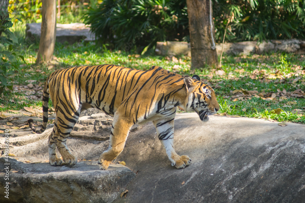 Beautiful big tiger in a zoo Stock Photo | Adobe Stock