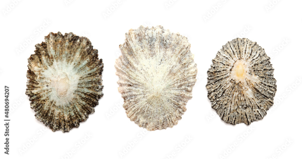 Limpet shells found on beaches of Gran Canaria, isolated on white ...