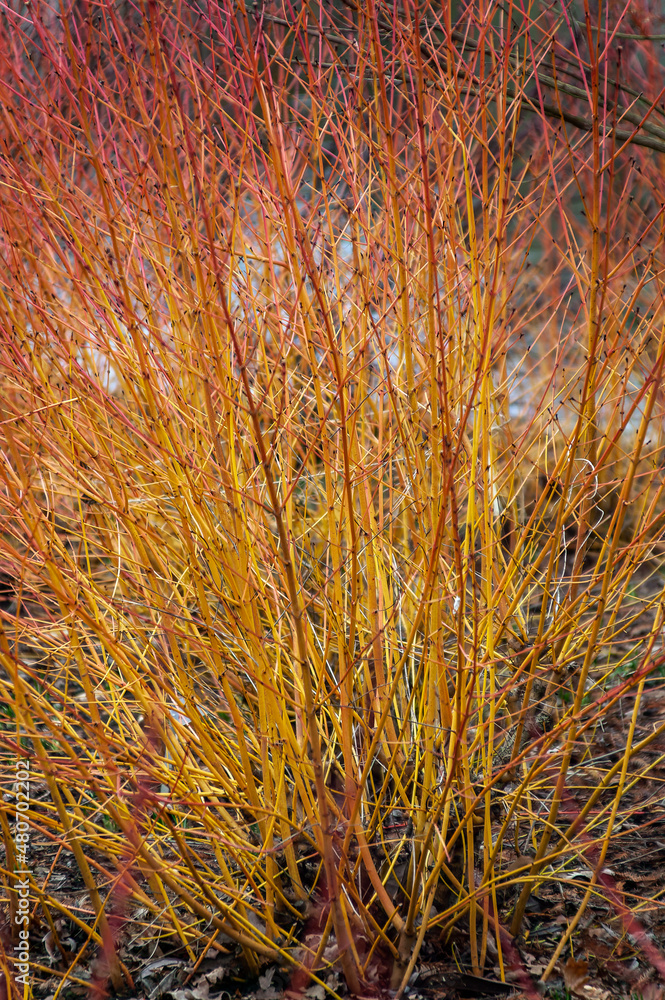 Cornus Sericea 'Bud's Yellow' with yellow stems in winter and rich ...
