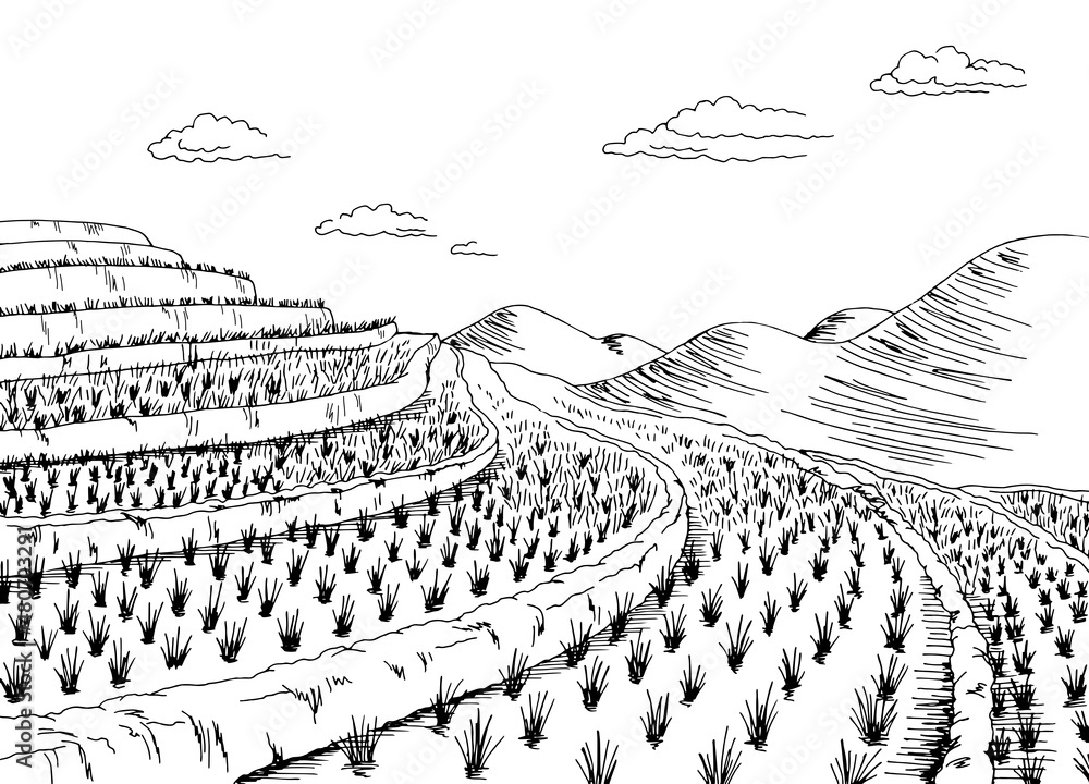 Rice field graphic black white landscape sketch illustration vector ...