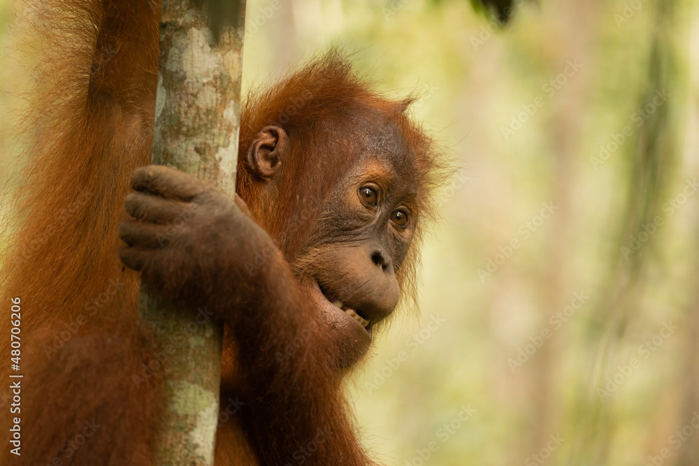 A young Sumatran orangutan, tied to the trunk and branches of one of ...