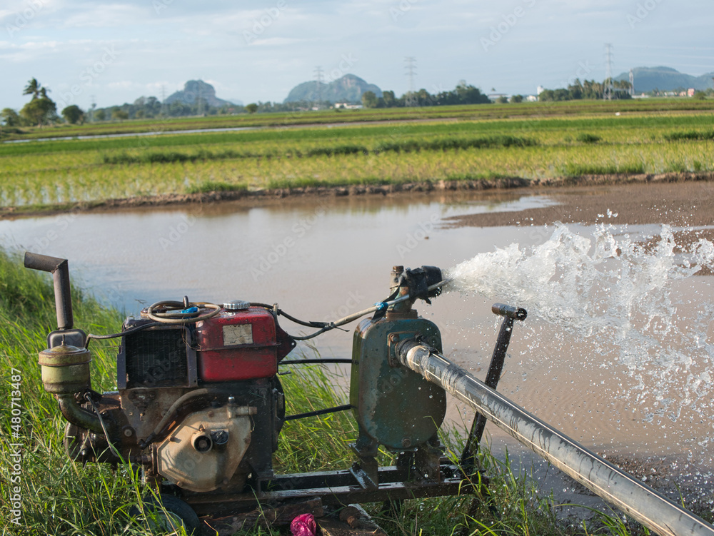 Water gushing out from the water pump into the rice paddy field for ...
