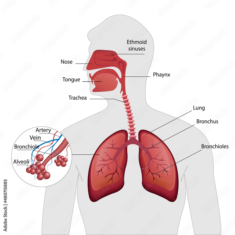 Vetor de Diagram showing healthy bronchioles and alveoli illustration ...
