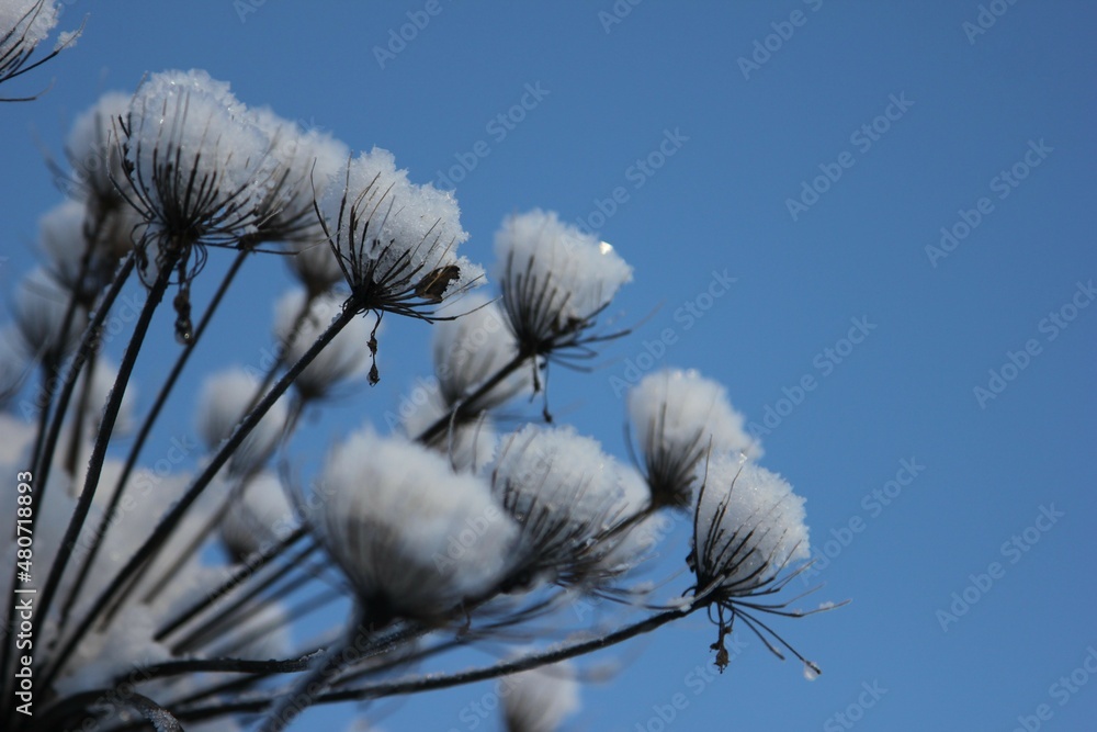 part of the inflorescence of a plant of the family of compound flowers ...