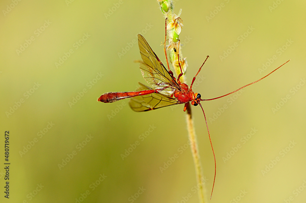 Ophioninae is a subfamily of wasps of the Ichneumonidae family with ...