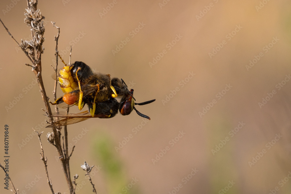 Philanthus - The European wolf bee is a species of Hymenoptera apocrita ...