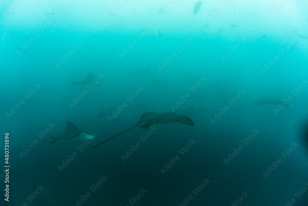 bright and colorful sea fish in shallow water in natural conditions ...