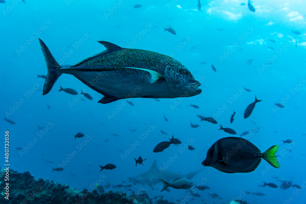 Foto de bright and colorful sea fish in shallow water in natural ...