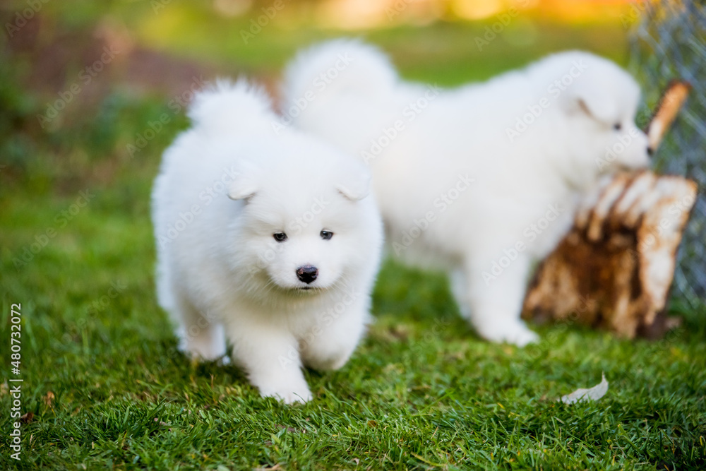 Funny fluffy white Samoyed puppies dogs are playing Stock Photo | Adobe ...