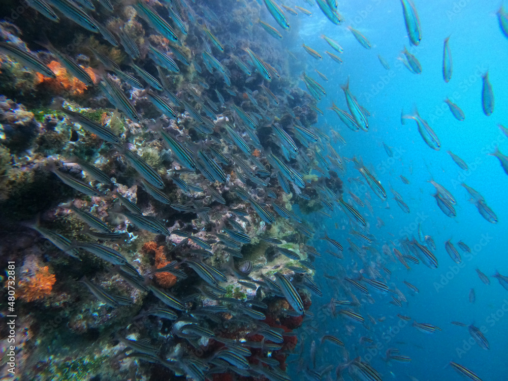 bright and colorful sea fish in shallow water in natural conditions ...