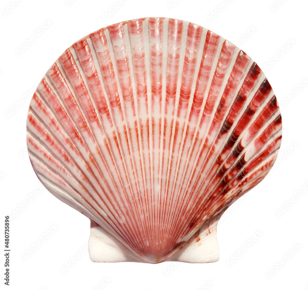 Big beautiful scallop shell isolated on white background. Top view ...