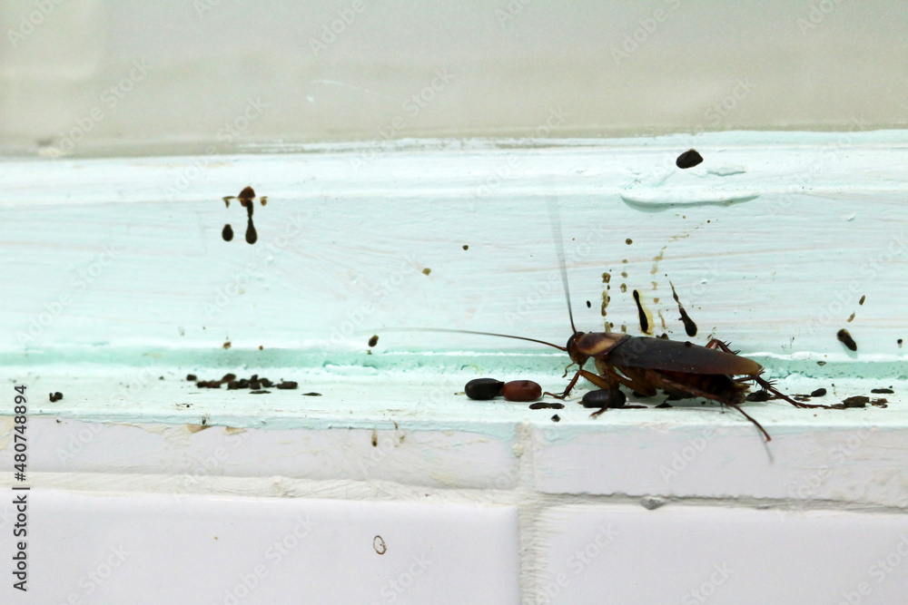 Cockroaches along with eggs and feces, Very dirty and disgusting. Stock ...