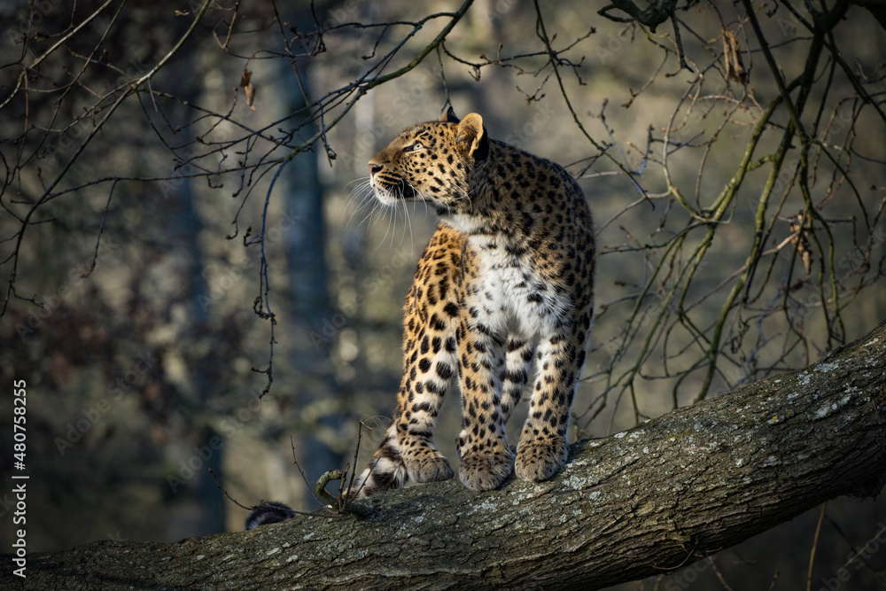 Panthère de Chine sur un arbre Stock Photo | Adobe Stock
