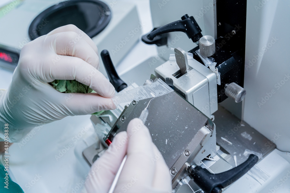 Laboratory Assistant Works On A Rotary Microtome Section And Making Microscope Slides Stock