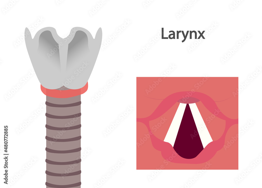Larynx and vocal cord anatomy structures. Stock Illustration | Adobe Stock