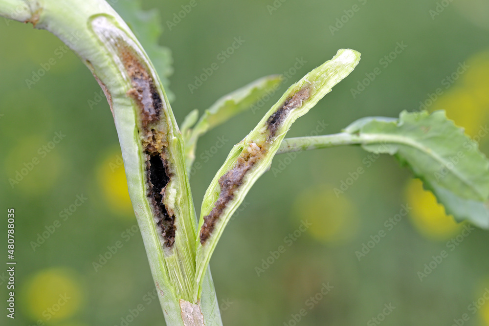 Larvae of Ceutorhynchus pallidactylus (formerly quadridens) Cabbage ...