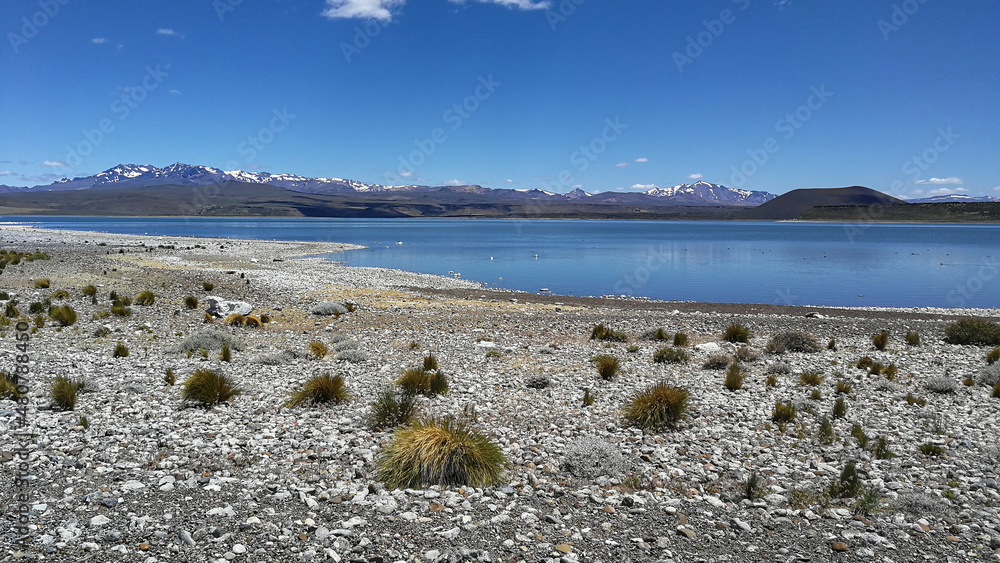 Foto tomada en el Area Nacional Protegida "Laguna Blanca", Argentina ...