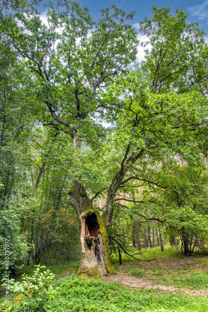 Natural tree monument Dab Bartus Oak, Quercus robur, in Bory Tucholskie ...