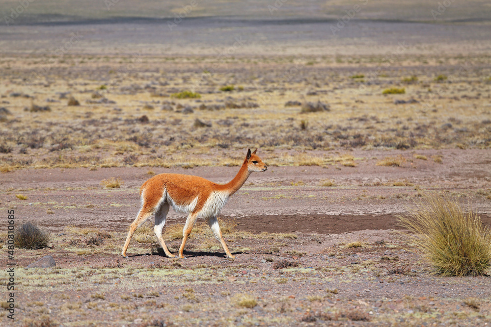 Vicugna (Vicuña), Perú, América del Sur Stock 写真 | Adobe Stock