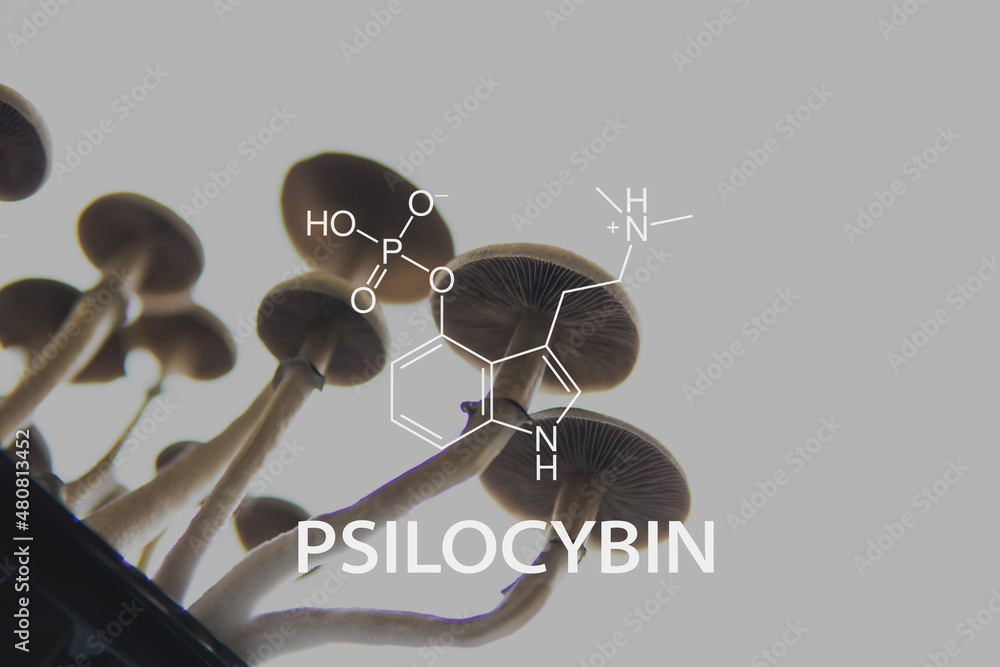 Psychedelic drug. Psilocybe fungi. Psilocybin chemical formula mushroom ...