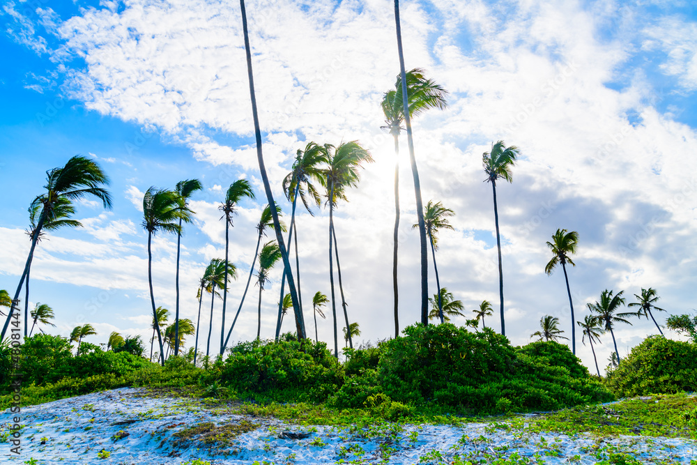 Coconut palm trees at beach near the Matemwe village at Zanzibar island ...