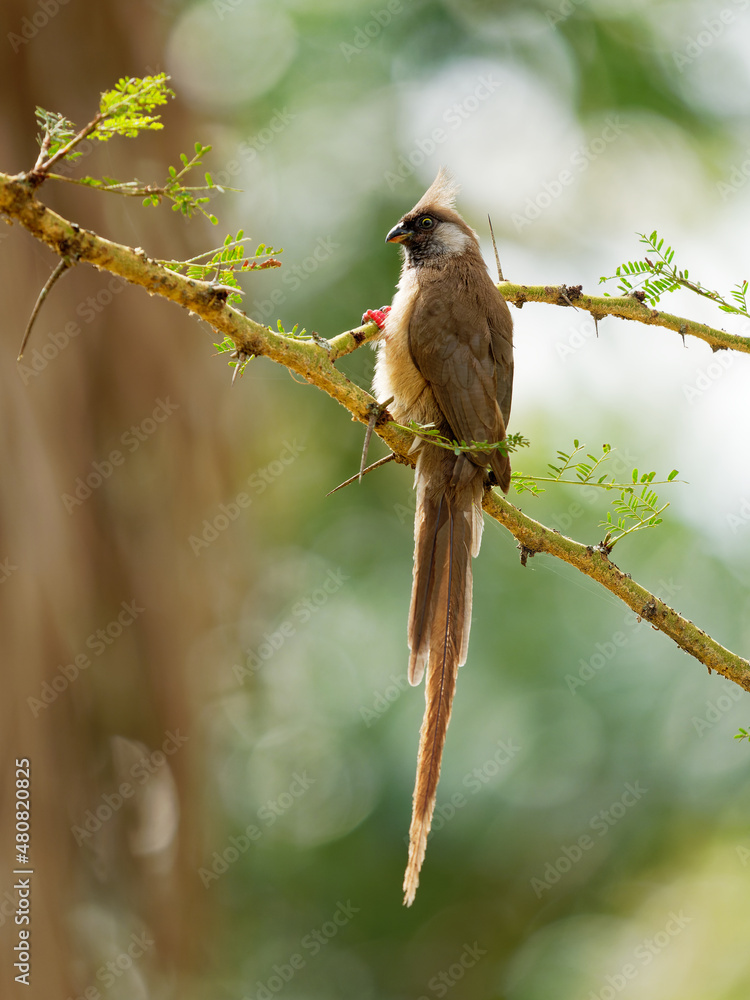 Speckled Mousebird - Colius striatus largest species of mousebird, the ...