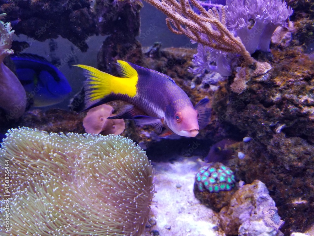 Beautiful Saltwater Aquariums