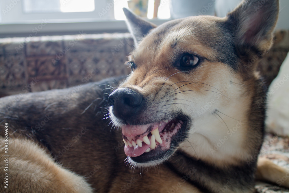 the dog bares its teeth. aggressive dog. angry dog with a terrible grin ...