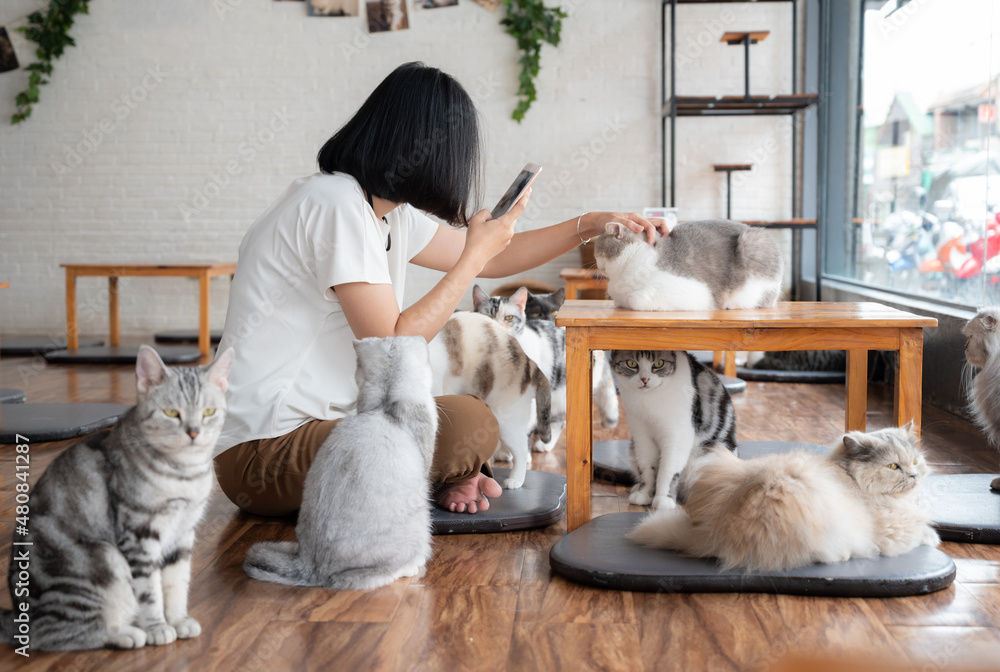 Happiness Asian woman playing with cats in cat cafe. Cat cafe are a ...