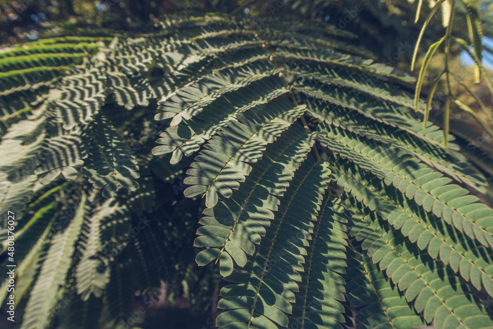 Beautiful fern leaf texture in nature warm summer light. Natural ferns ...