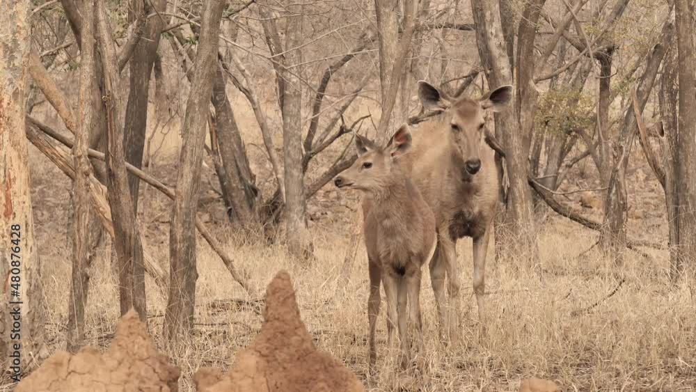 Daylight shot of Asian Antelope female mother Nilgai with its calf ...